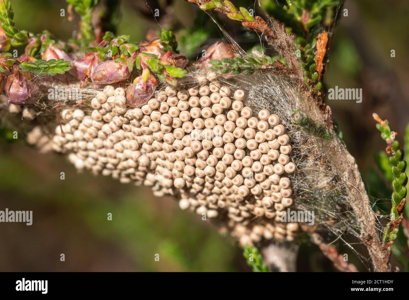 Moth eggs hi-res stock photography and images - Alamy