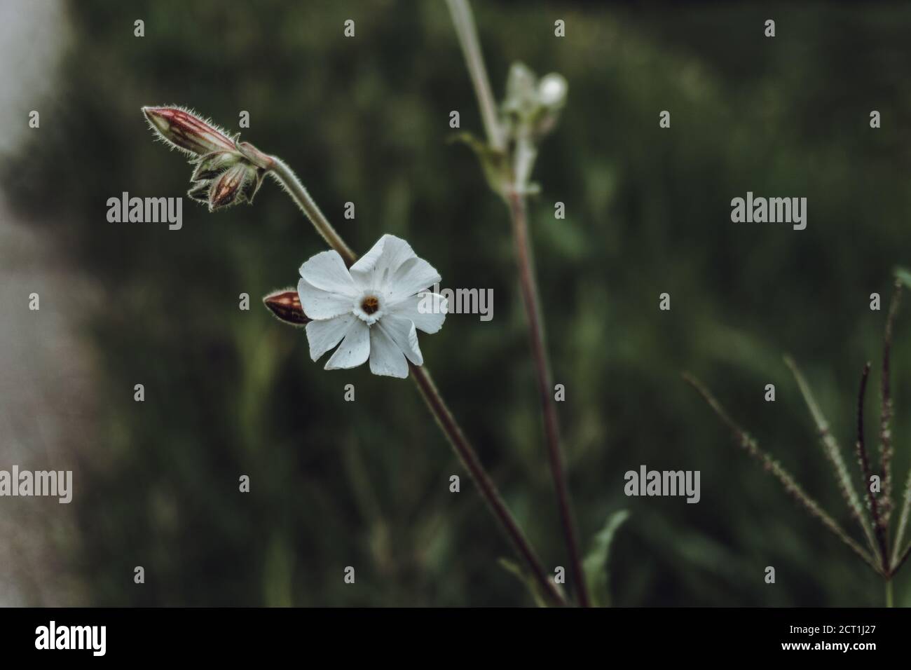 Flower field hungary hi-res stock photography and images - Alamy
