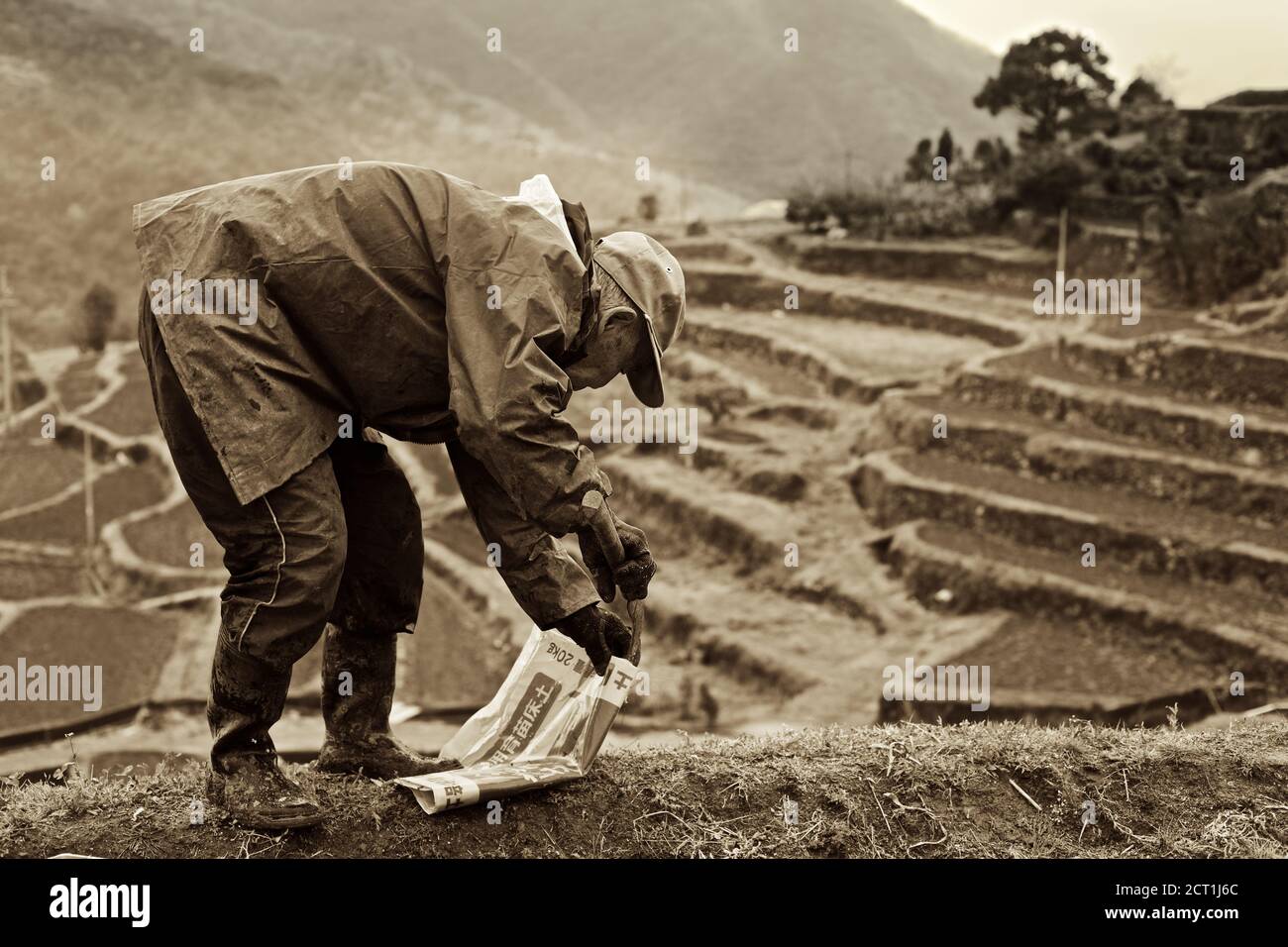 Old Japanese farmer working in rice paddy, Shodoshima island, Seto ...