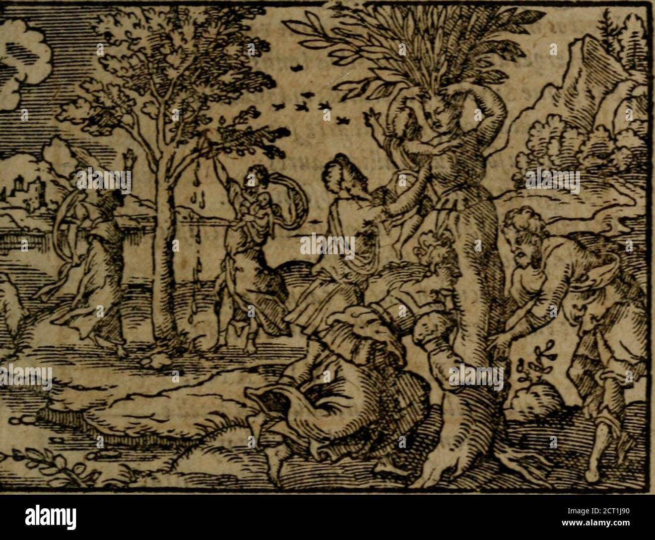 Phides hi-res stock photography and images - Alamy