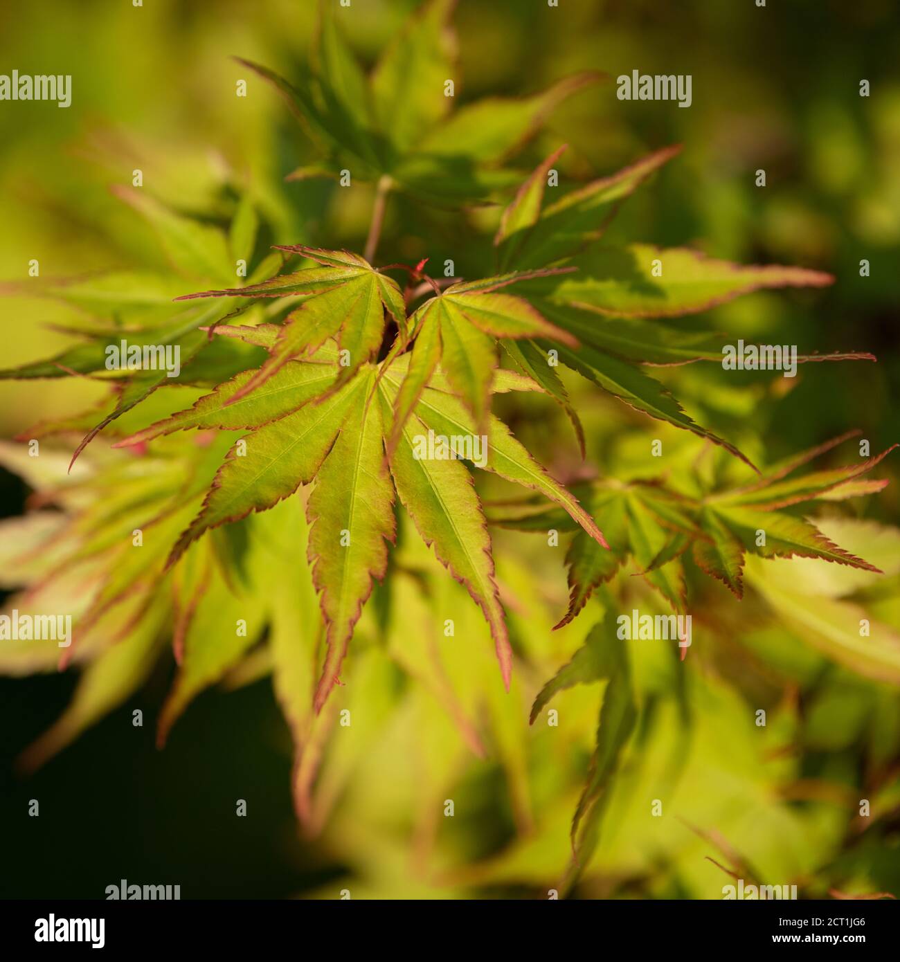 Spring growth on the Acer palmatum Sango kaku also knows as Coral-bark ...