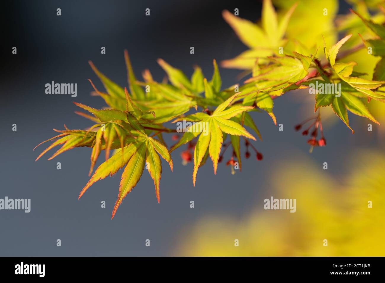Spring growth on the Acer palmatum Sango kaku also knows as Coral-bark ...