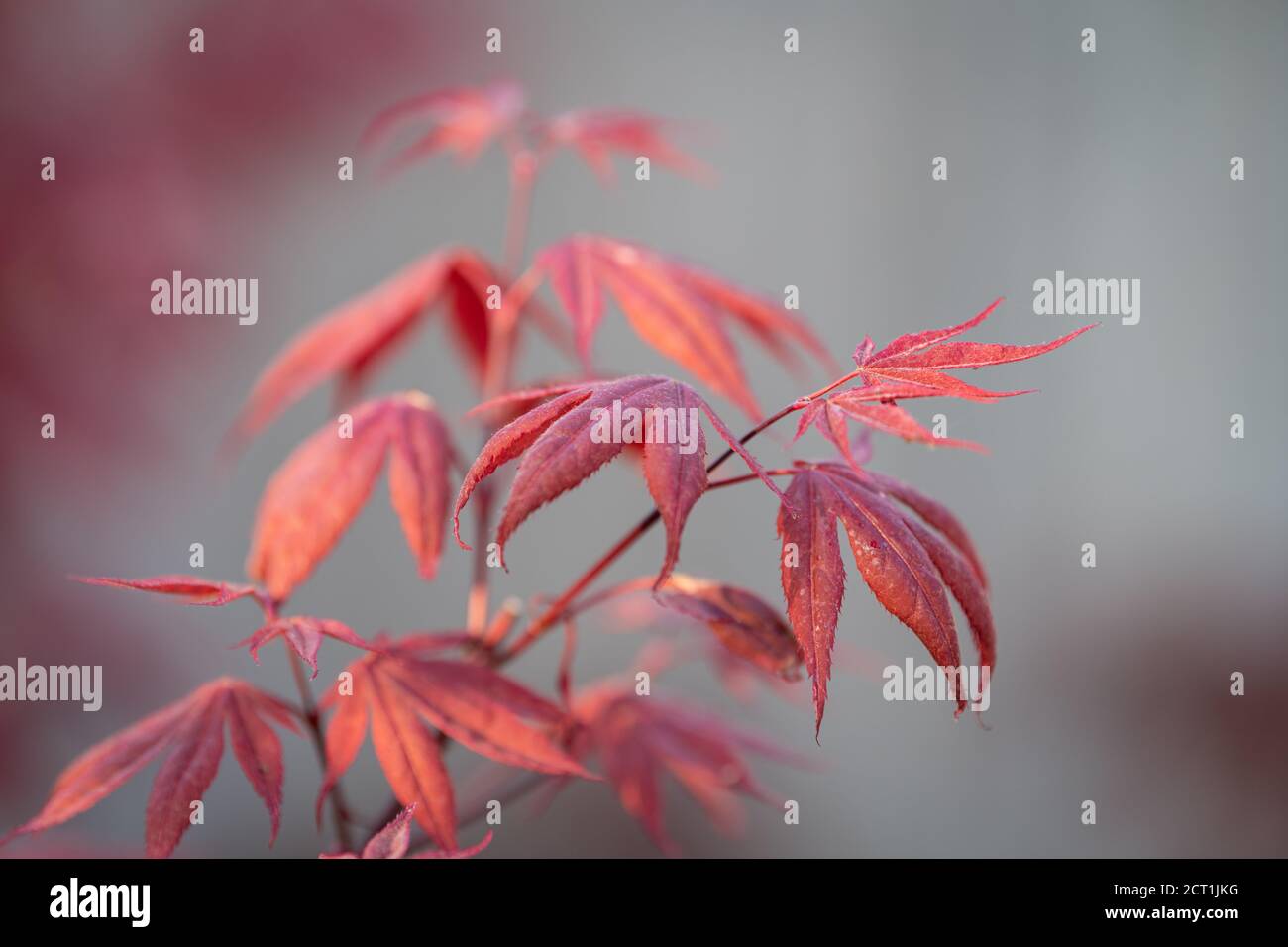 New spring growth on Acer palmatum Atropurpureum Stock Photo - Alamy