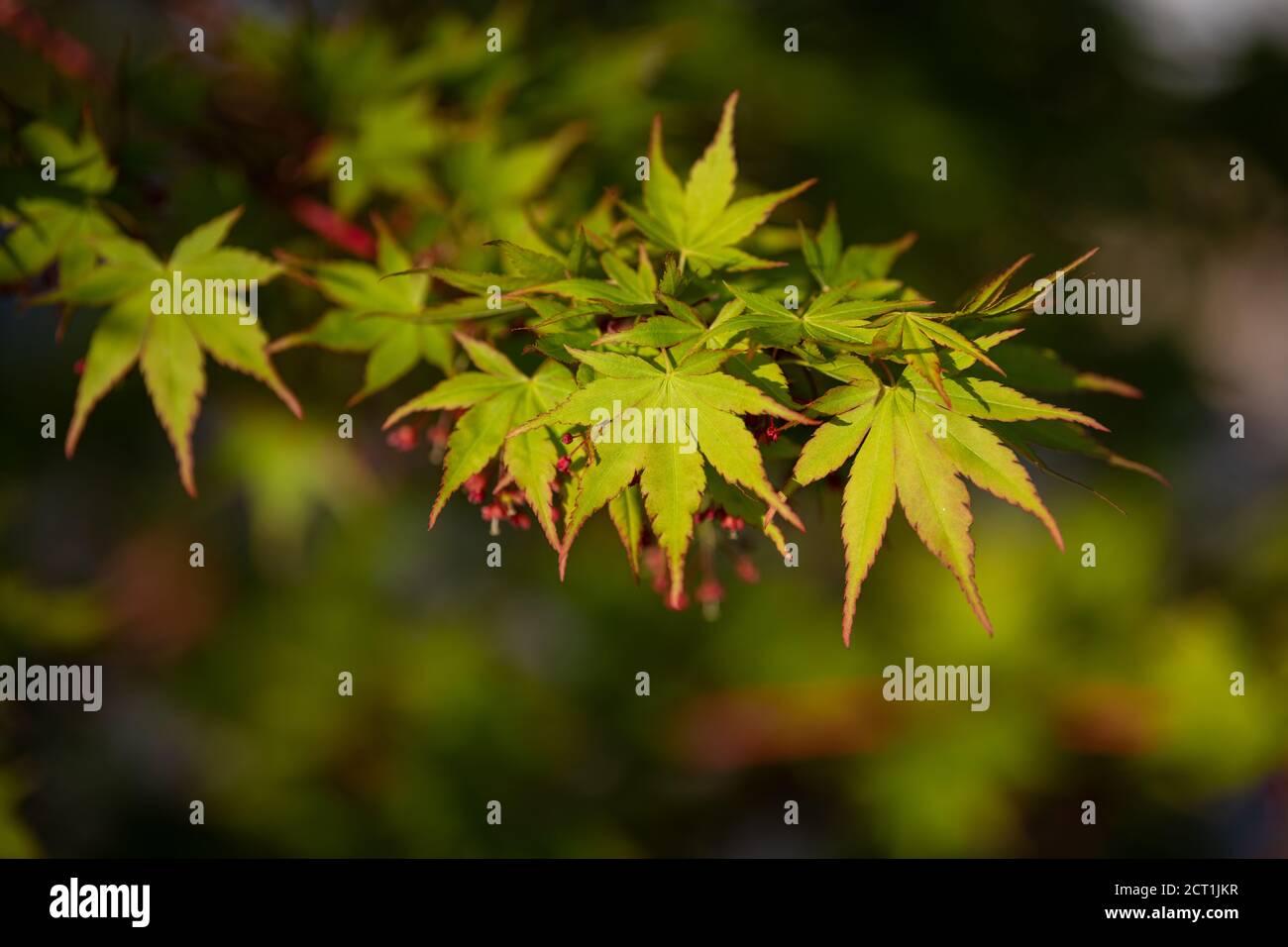 Spring growth on the Acer palmatum Sango kaku also knows as Coral-bark ...