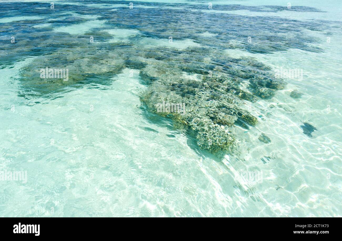 Coral reef in the Maldives seen from above Stock Photo - Alamy