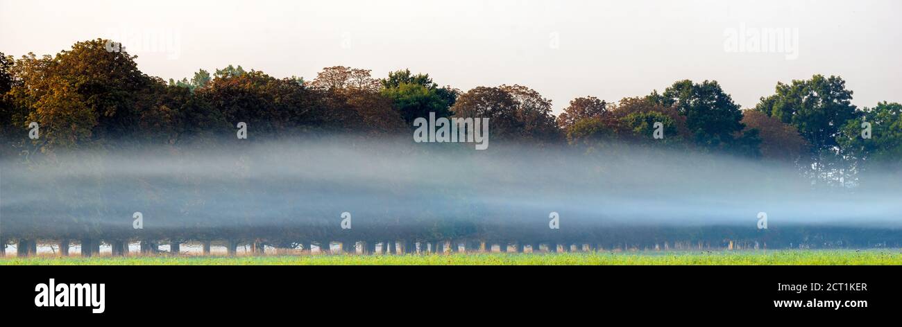 Row of trees in a field hi-res stock photography and images - Alamy