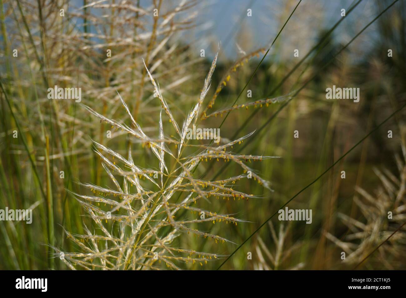 Sugarcane field india hi-res stock photography and images - Alamy