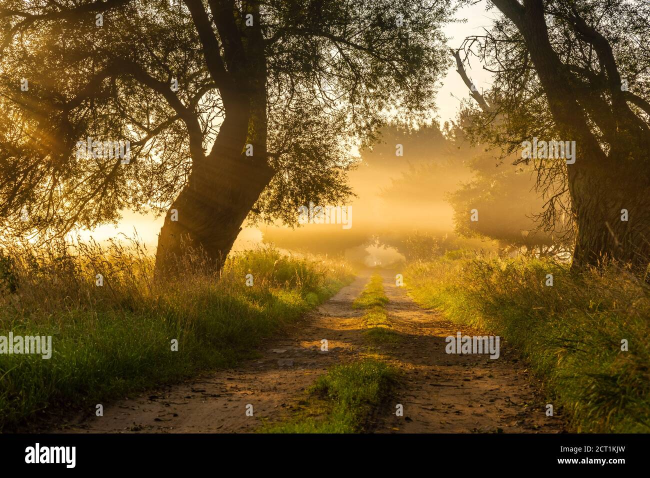 Misty summer morning country road hi-res stock photography and images ...