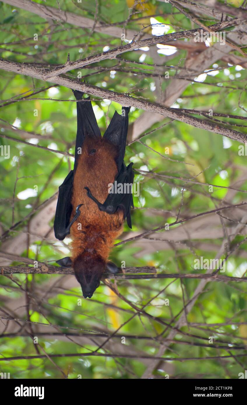 A flying fox bat is hanging on a tree branch Stock Photo - Alamy