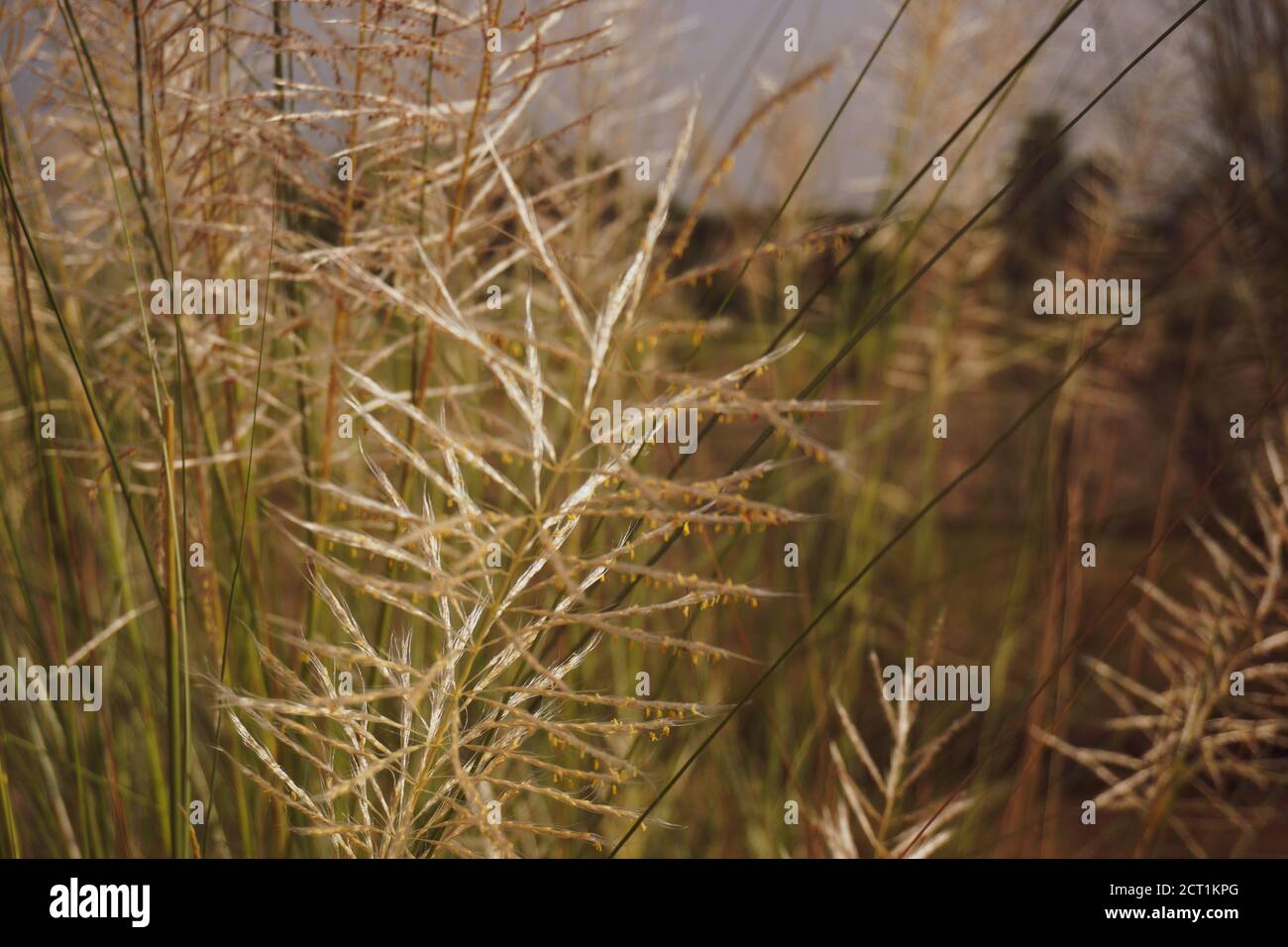 Sugarcane field india hi-res stock photography and images - Alamy