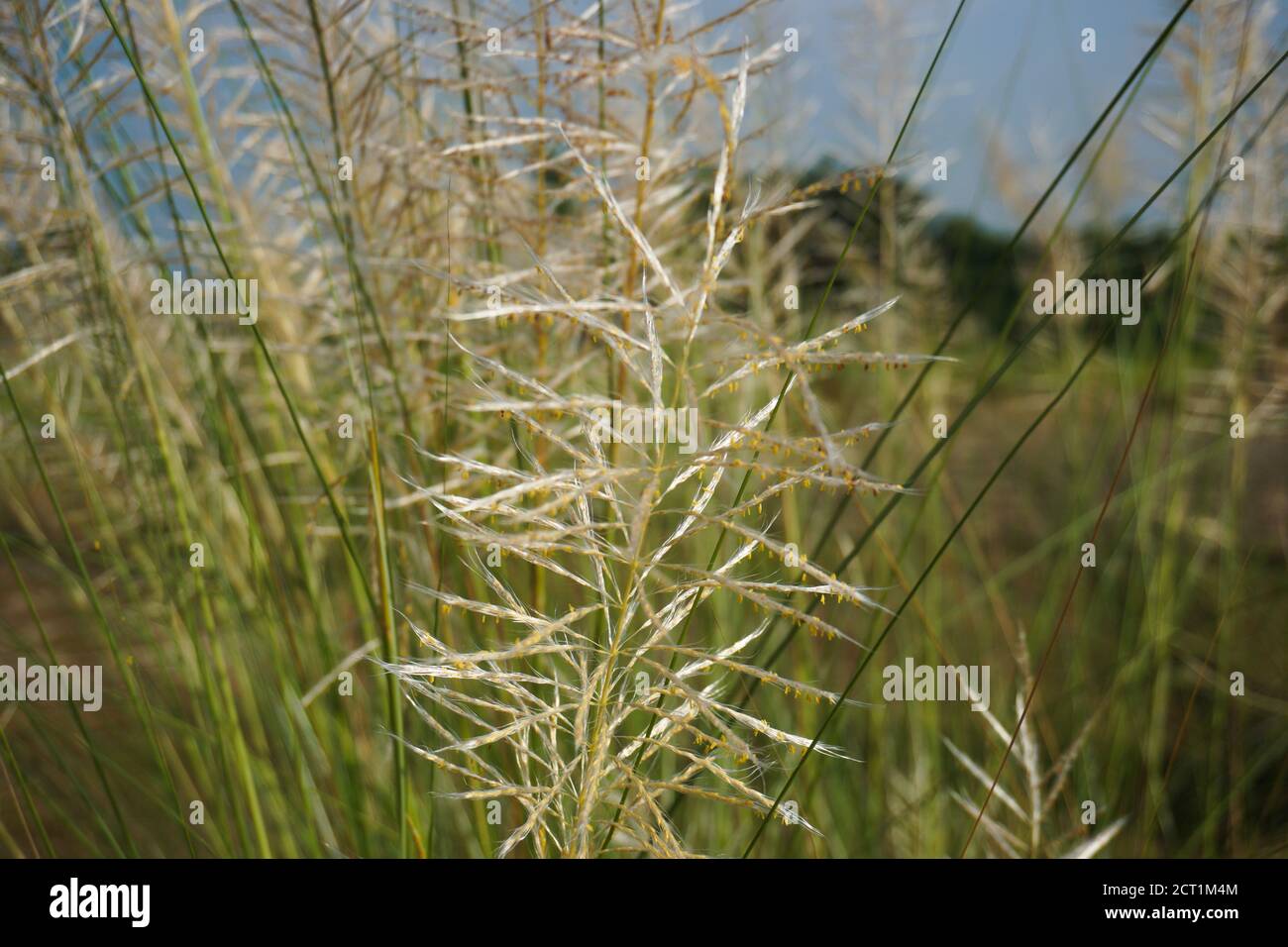 Sugarcane field india hi-res stock photography and images - Alamy