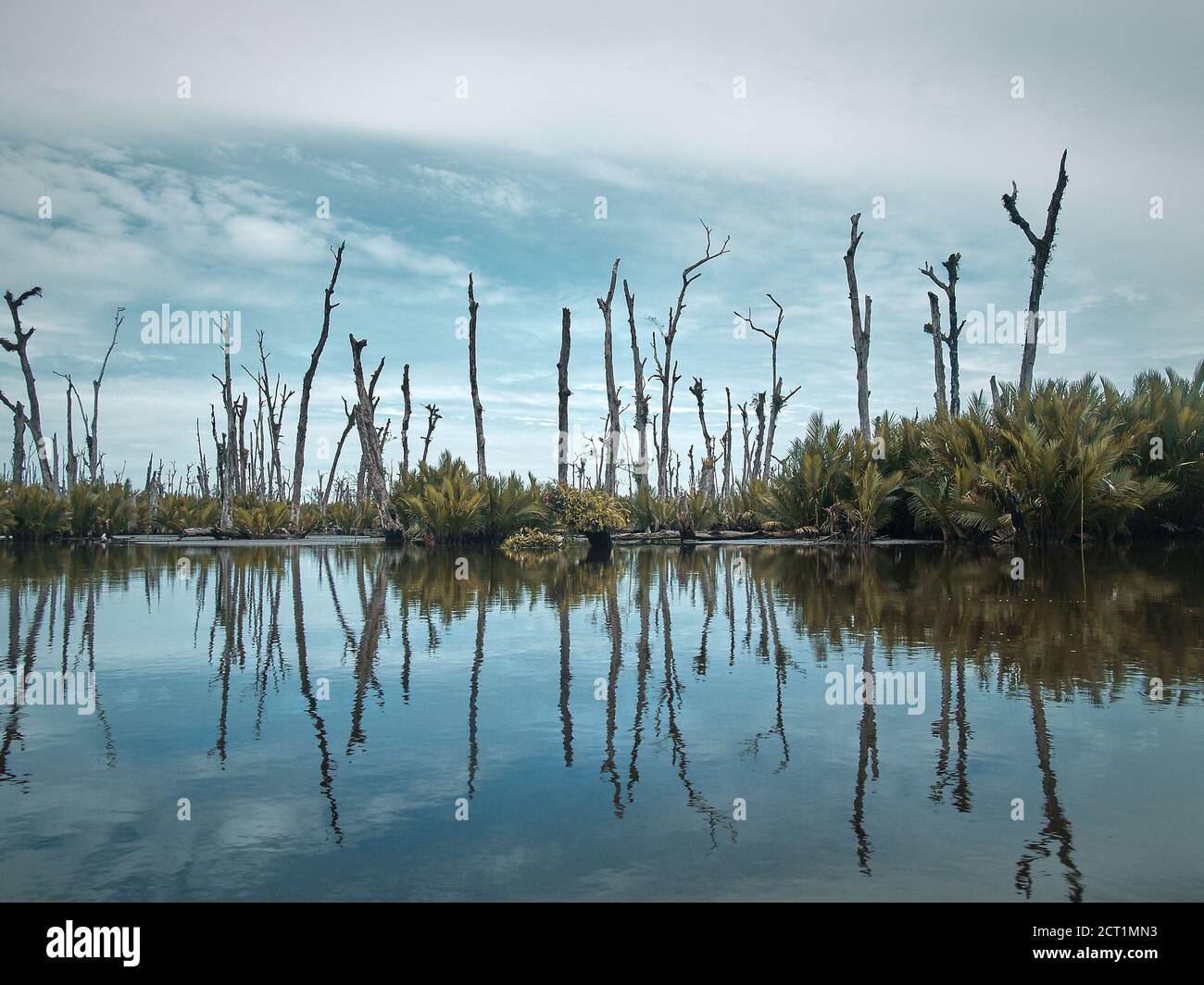Dead trees in water of Death Valley National Park Stock Photo - Alamy