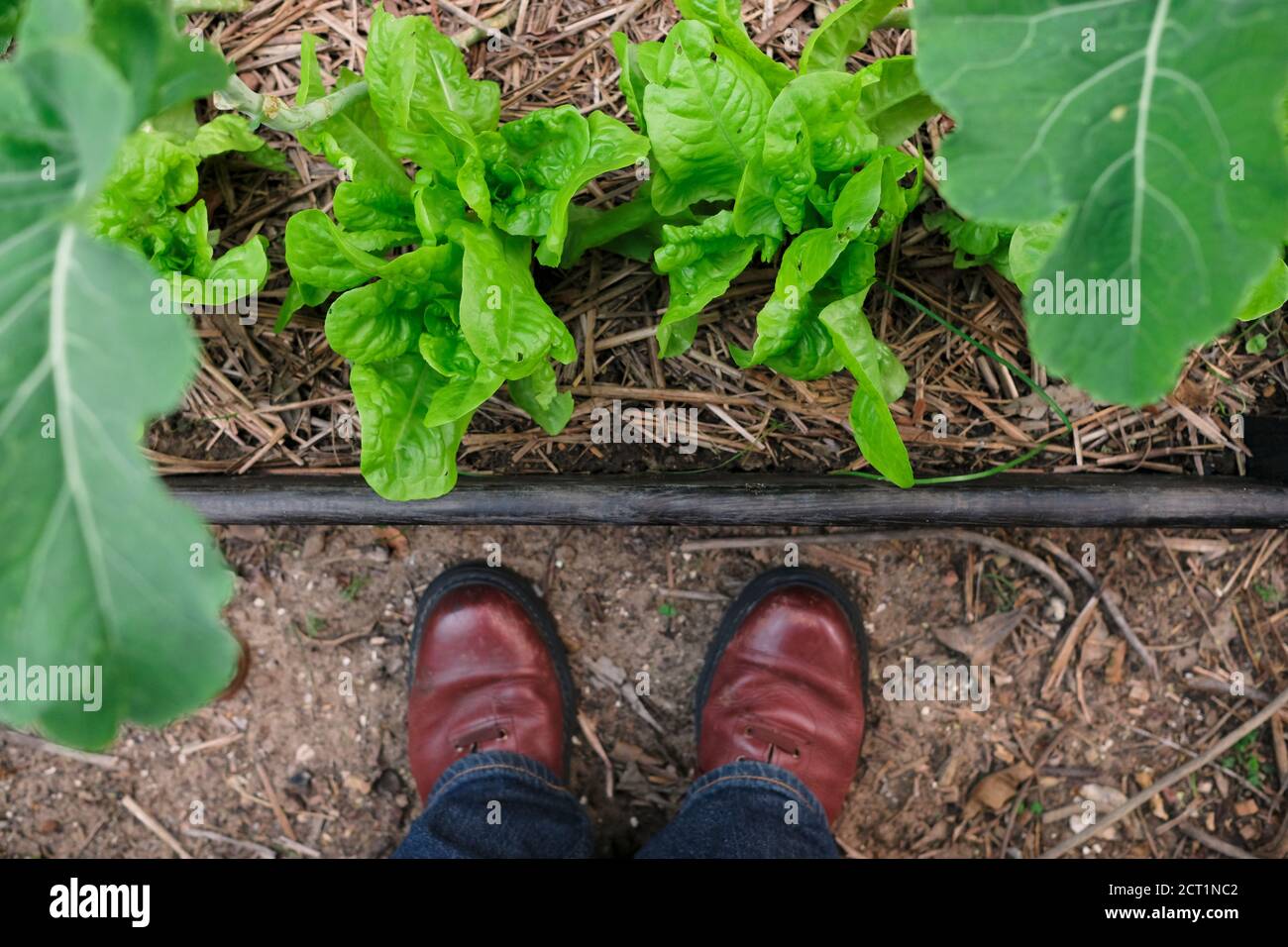 Male wearing brown smart shoes looking down at his homegrown vegetables ...