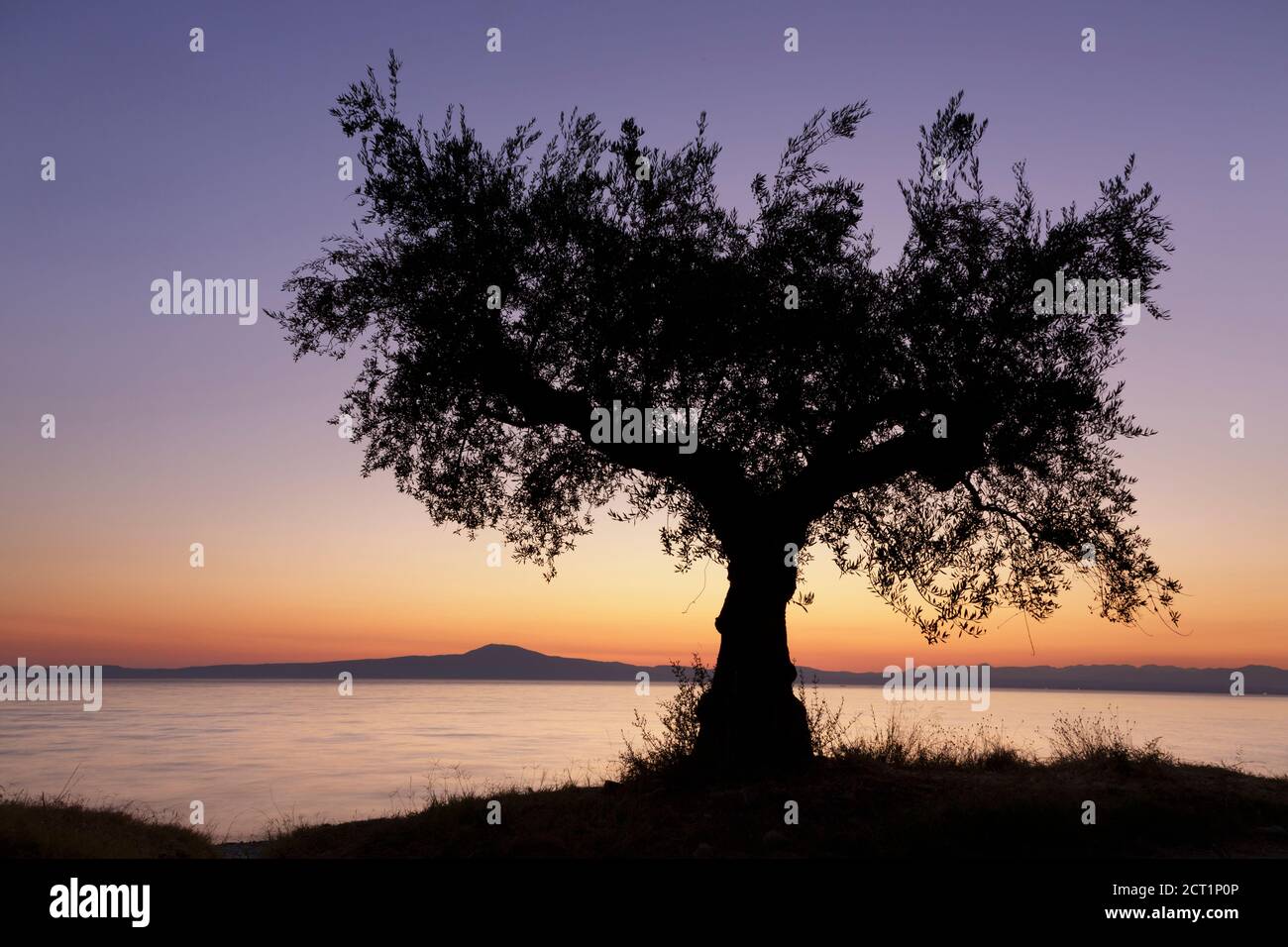 Olive tree at the sea at sunset hi-res stock photography and images - Alamy
