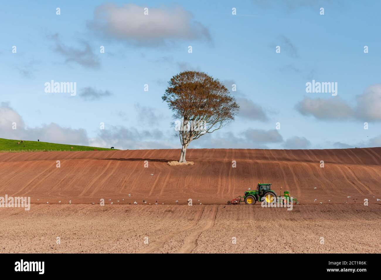 West Kilbride, Scotland, UK. 20th September 2020. A farmer ploughs a ...