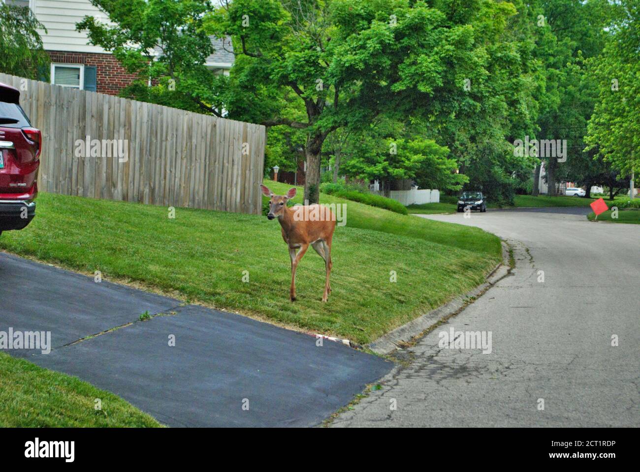 Doe deer walking through a residential neighborhood Stock Photo - Alamy