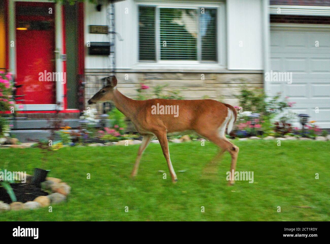 Doe deer walking through a residential neighborhood Stock Photo - Alamy
