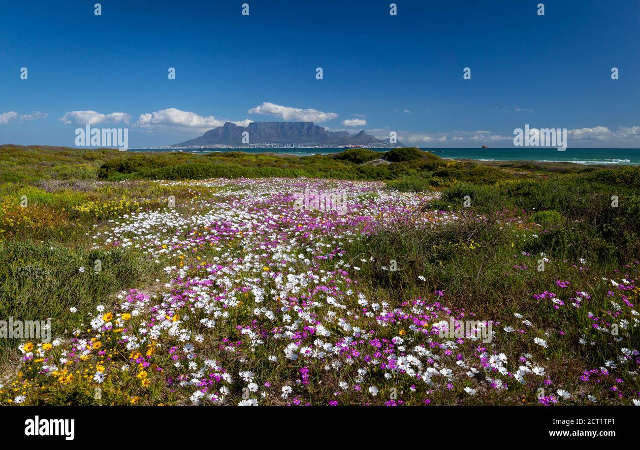 postcard view of table mountain cape town south africa with colourful ...