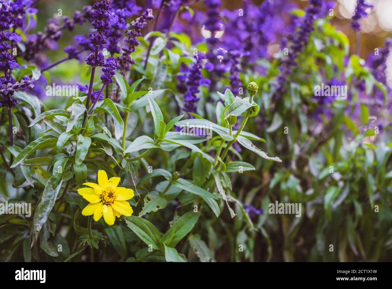 Salvia Divinorum High Resolution Stock Photography and Images - Alamy