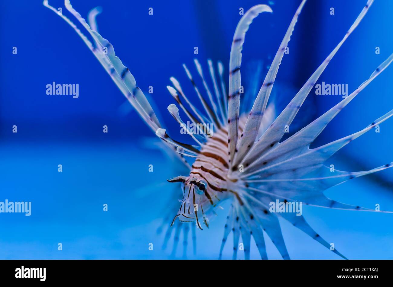 Closeup of lionfish in a marine aquarium Stock Photo - Alamy