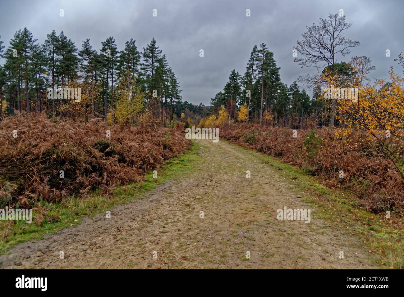 Ashdown park east sussex hi-res stock photography and images - Alamy