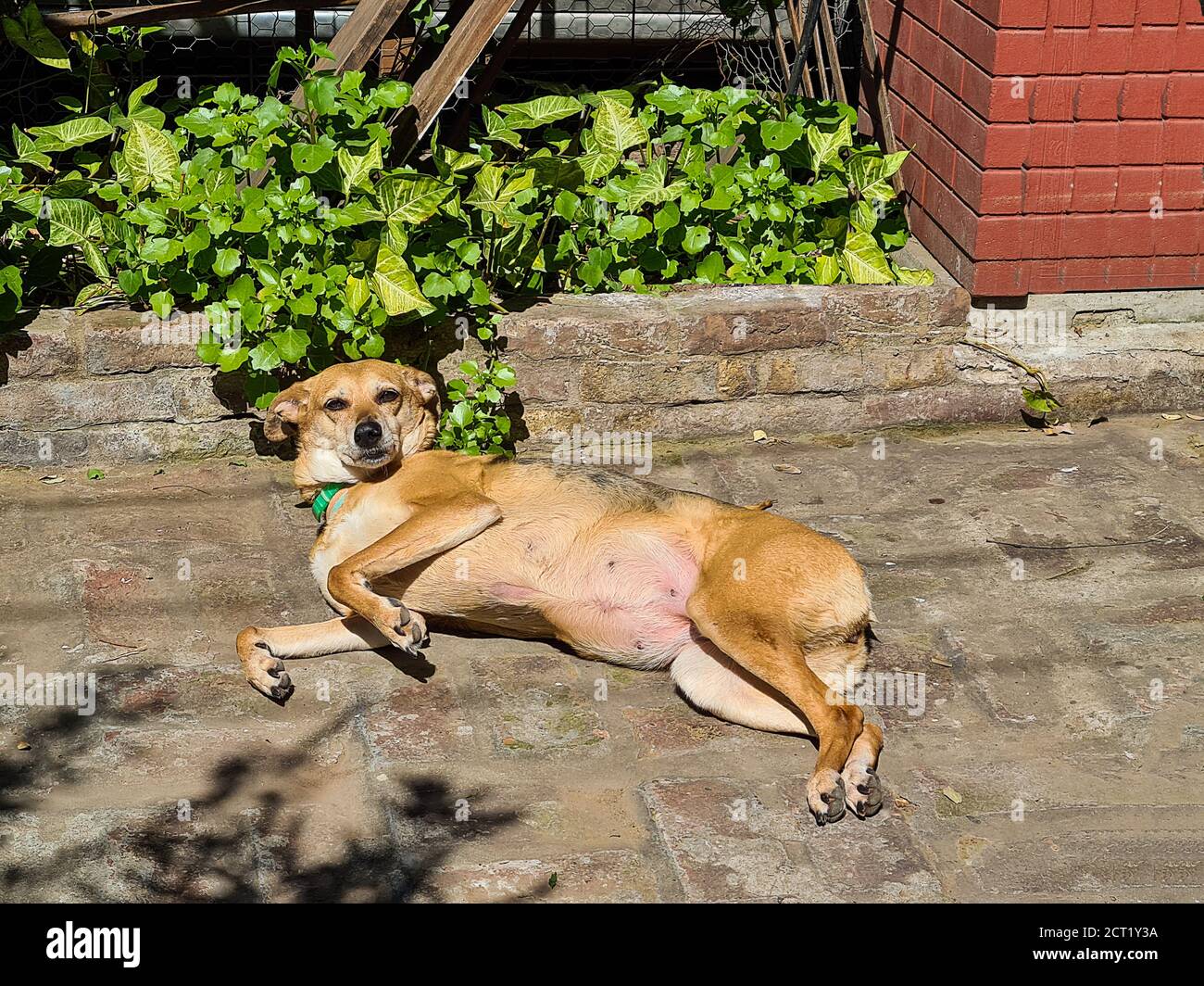 Brown dog rolling on the ground Stock Photo - Alamy