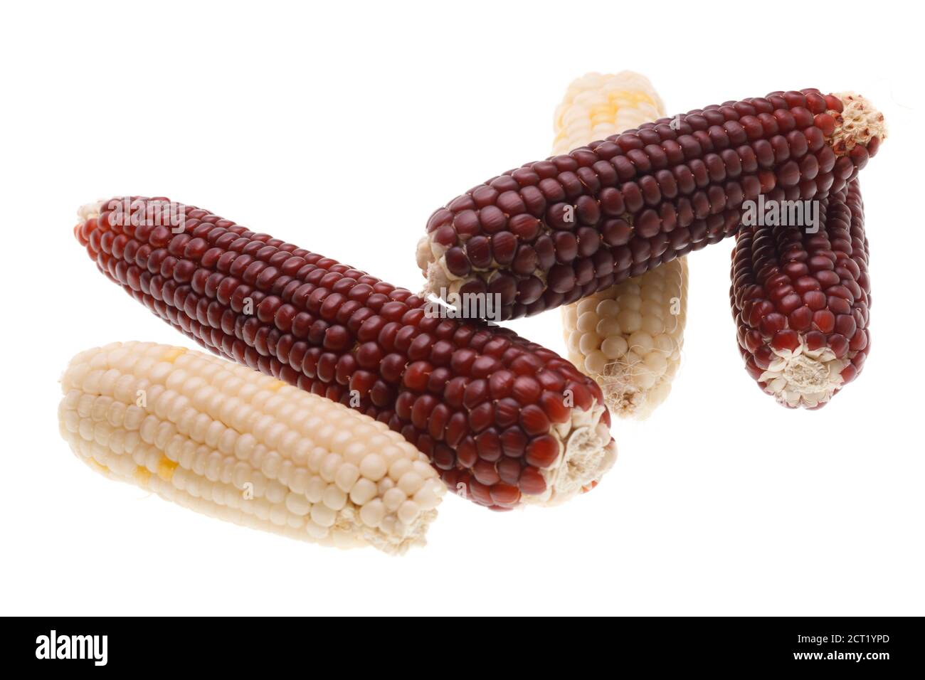Yellow and purple corn isolated on a white background Stock Photo - Alamy