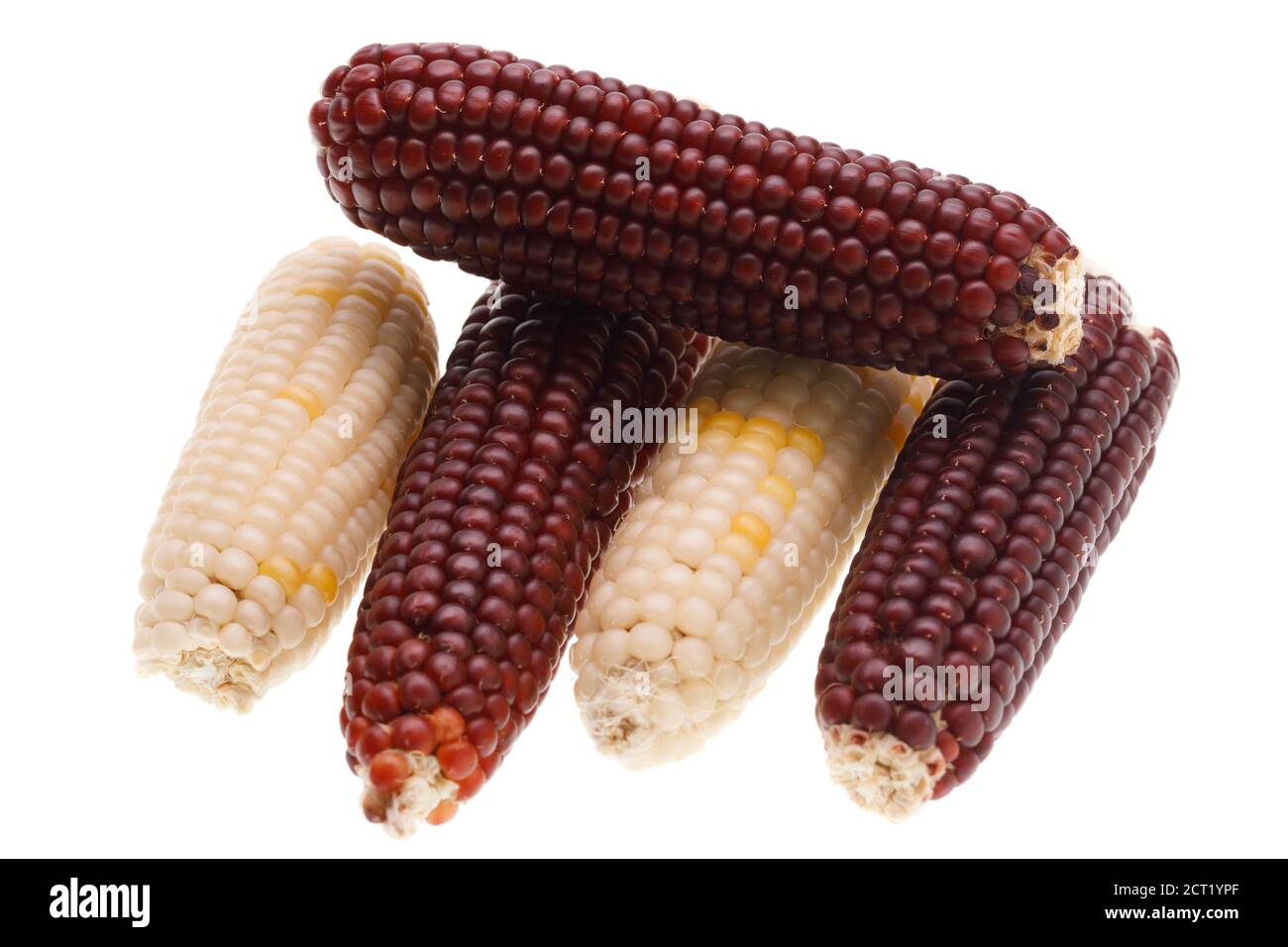 Yellow and purple corn isolated on a white background Stock Photo - Alamy