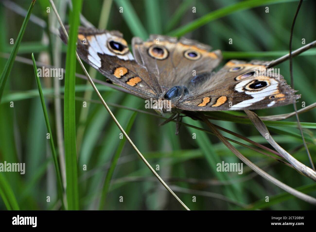 Older faded common buckeye butterfly Stock Photo - Alamy
