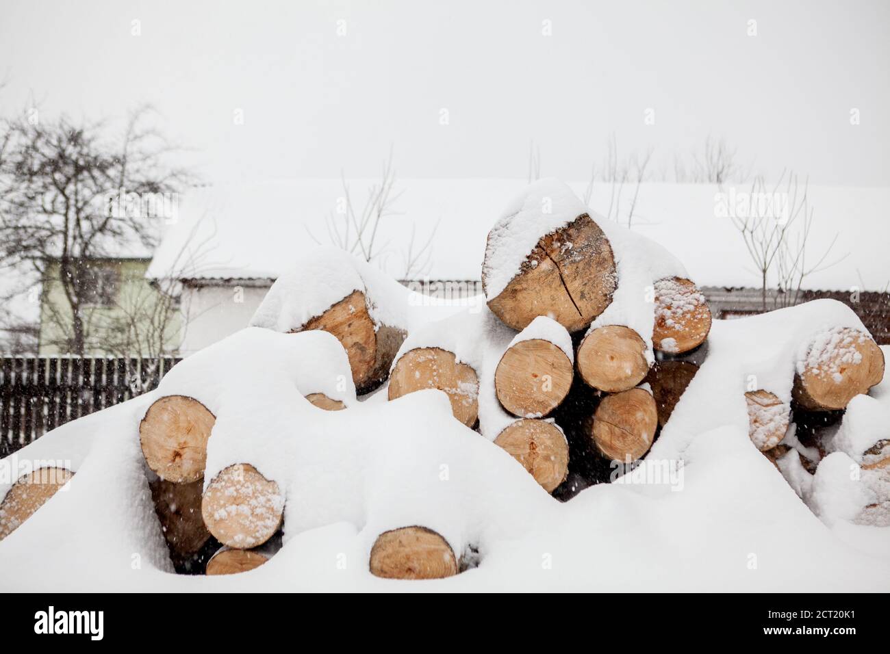 Felled trees under the snow. Raw materials for the woodworking industry ...