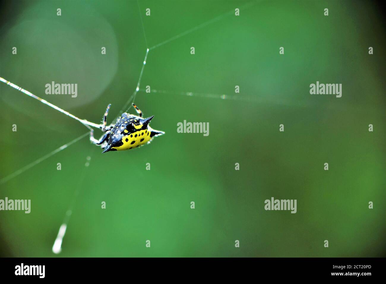 Spiny orb weaver hi-res stock photography and images - Alamy