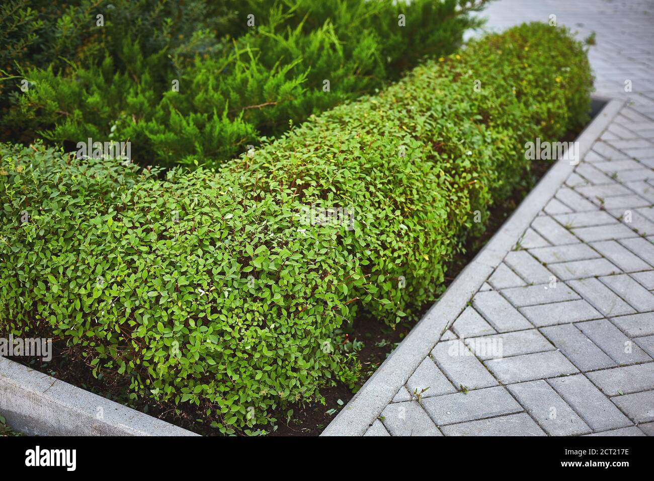 Buxus sempervirens bushes and brick path with border Stock Photo - Alamy
