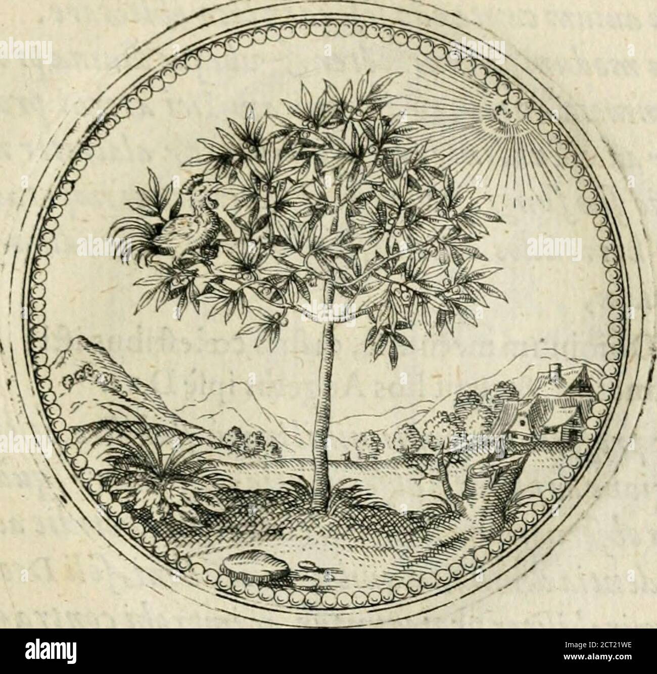 Callida b hi-res stock photography and images - Alamy