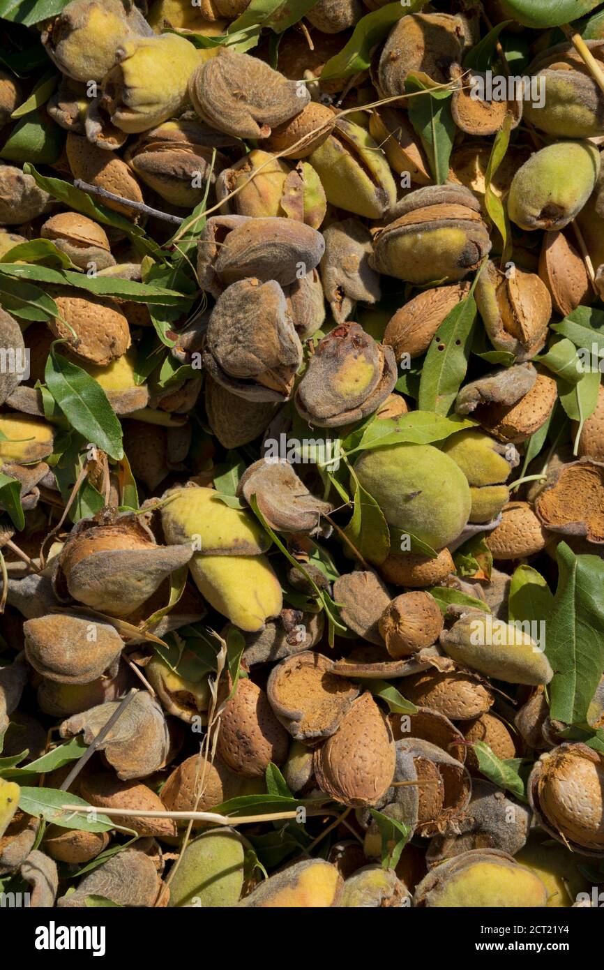 Almonds drying in the sun in a farm in the Alpujarra mountains, Sierra Nevada,near Granada,Spain ...