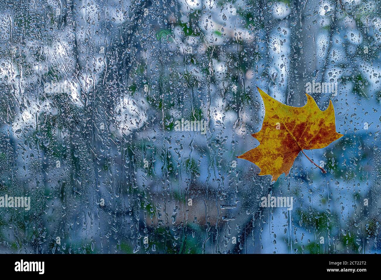 Fall leaf on wet window glass. Melancholy and minor concept background ...