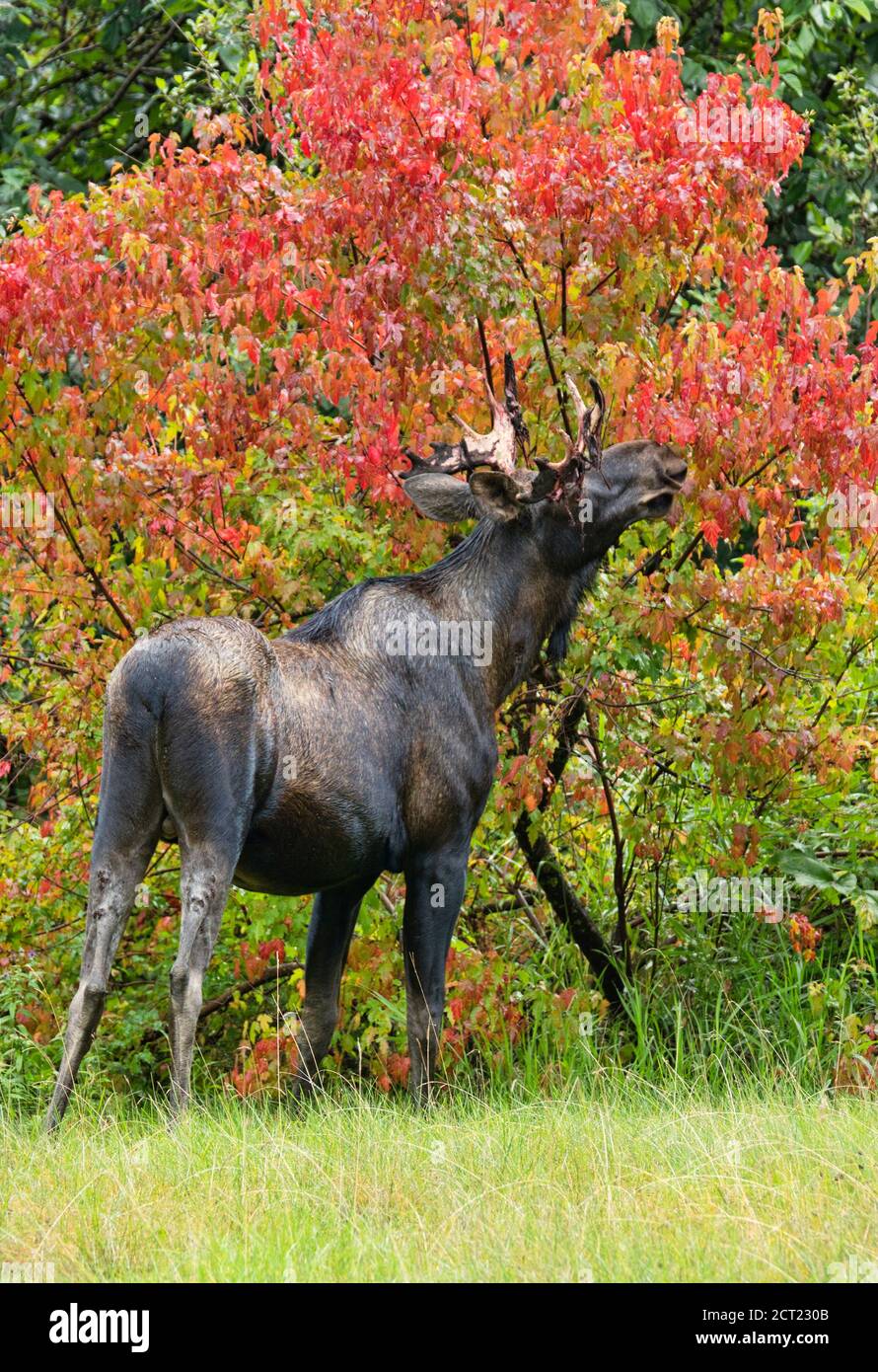 Moose eating leaves hi-res stock photography and images - Alamy