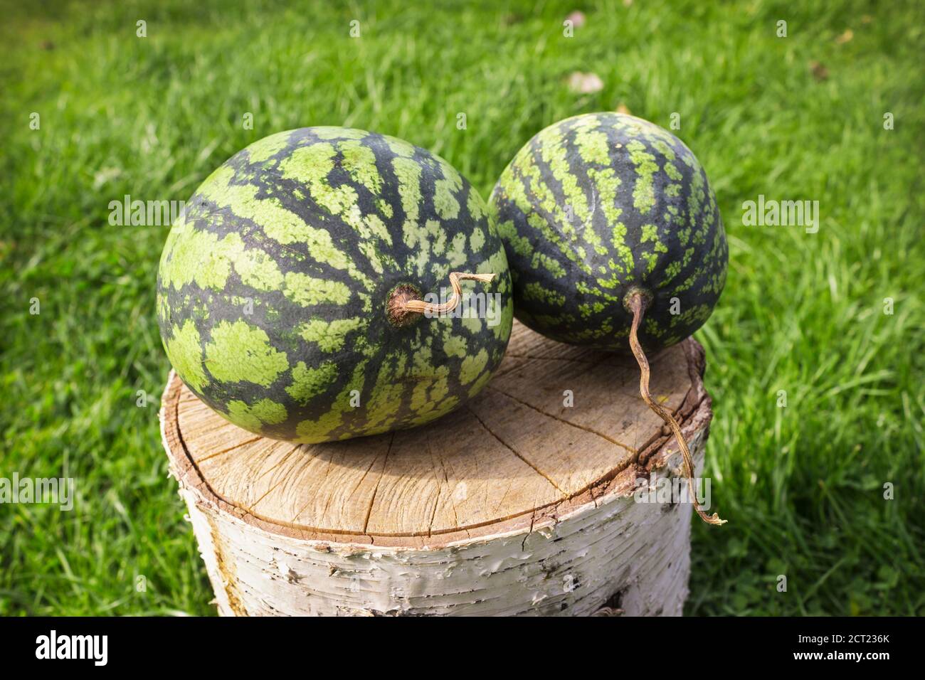 Two watermelons hi-res stock photography and images - Alamy