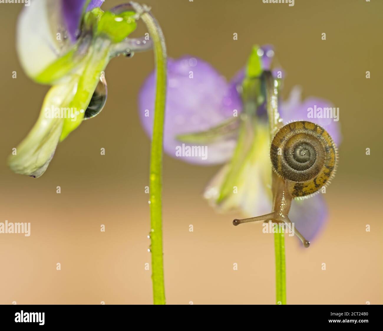 Crawling down and up hi-res stock photography and images - Alamy