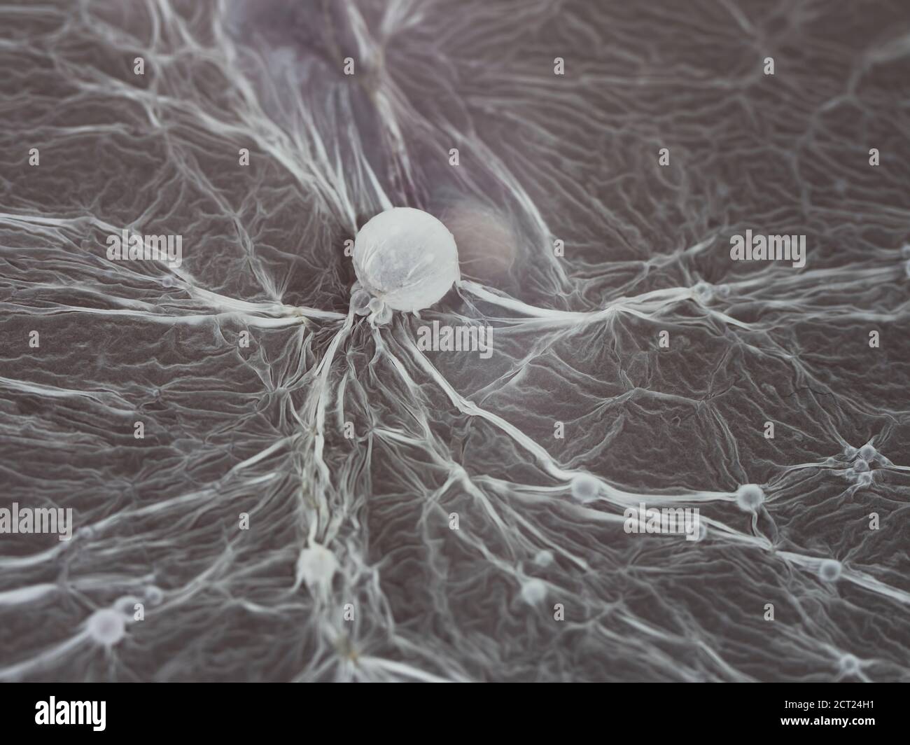 Macro close up of patterns of bacteria and fungal growth pellicle on ...