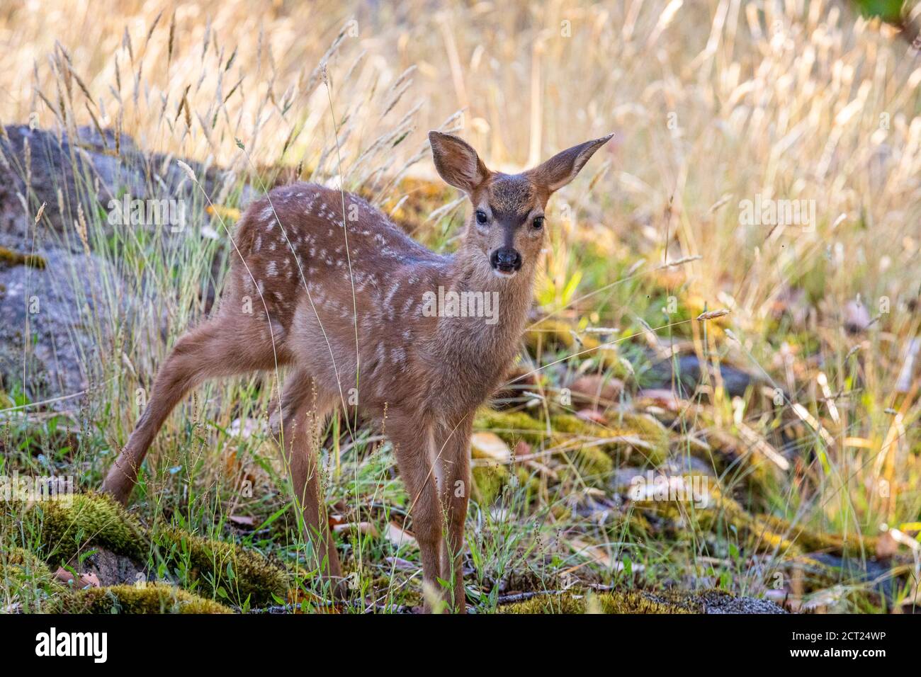 A black tailed deer fawn explores the forest on Salt Spring Island ...