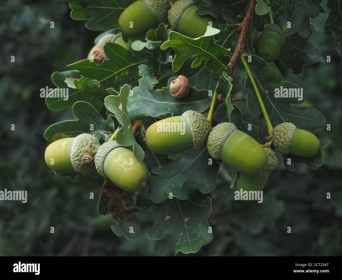 Acorn tree hi-res stock photography and images - Alamy