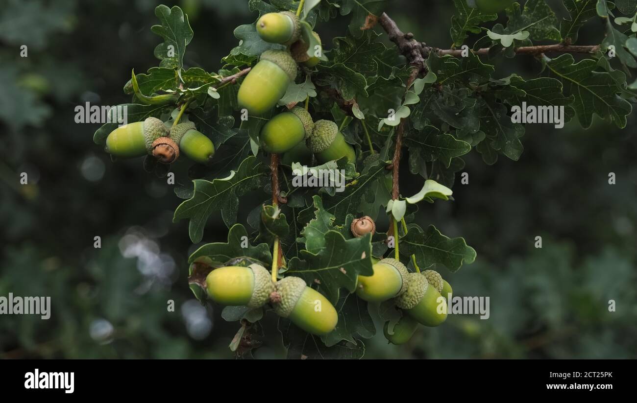 Acorns grow into trees hi-res stock photography and images - Alamy