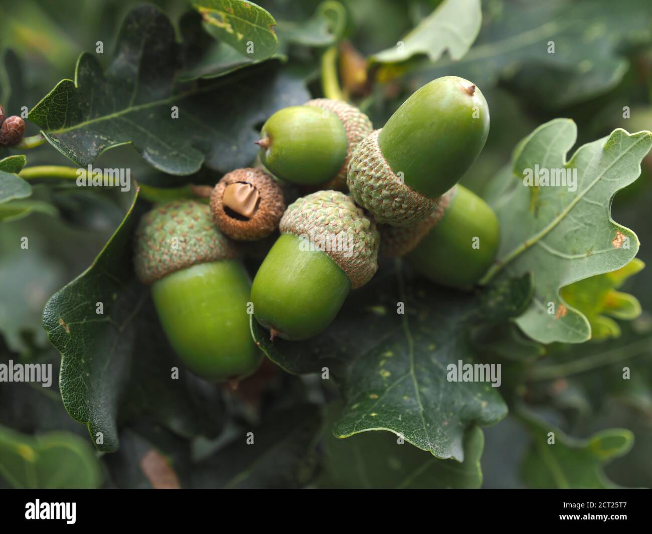 Acorns with cap hi-res stock photography and images - Alamy