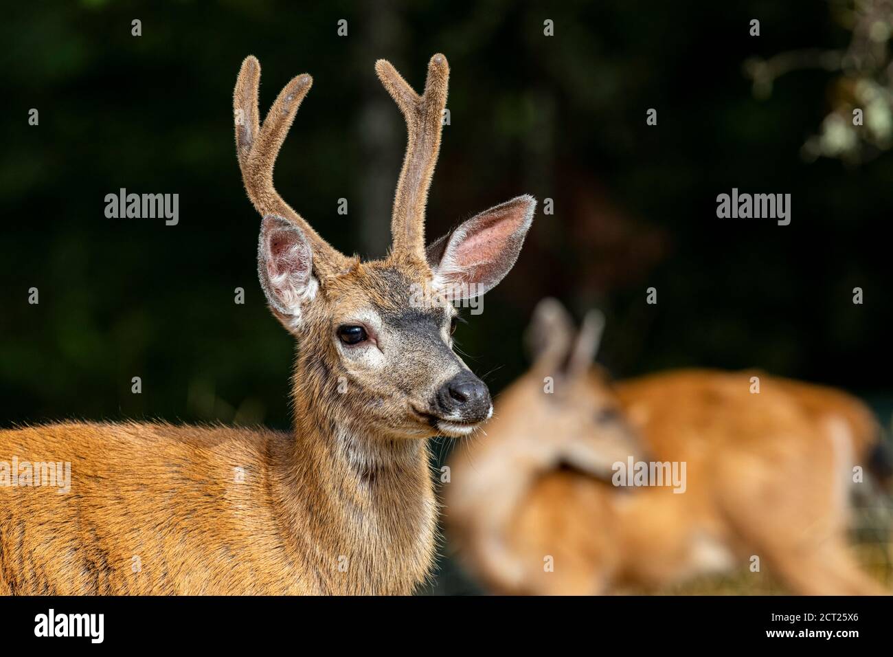 A black tailed deer buck remains alert to potential predators on Salt ...