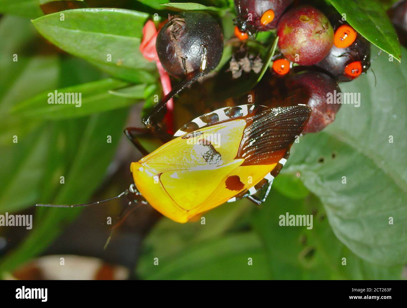 Penang Malaysia colorful bug with face Stock Photo - Alamy