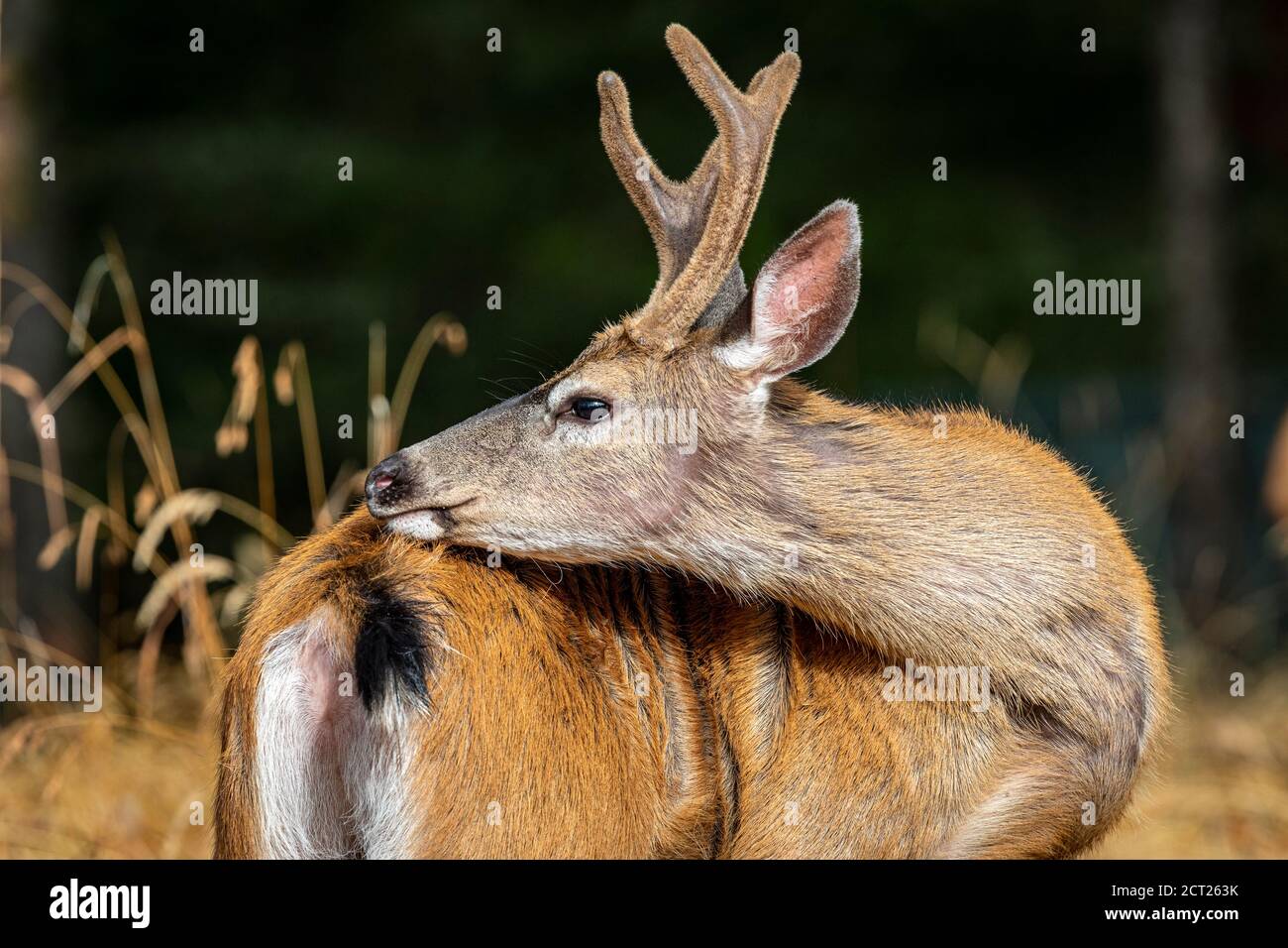 Black Buck Deer High Resolution Stock Photography and Images - Alamy
