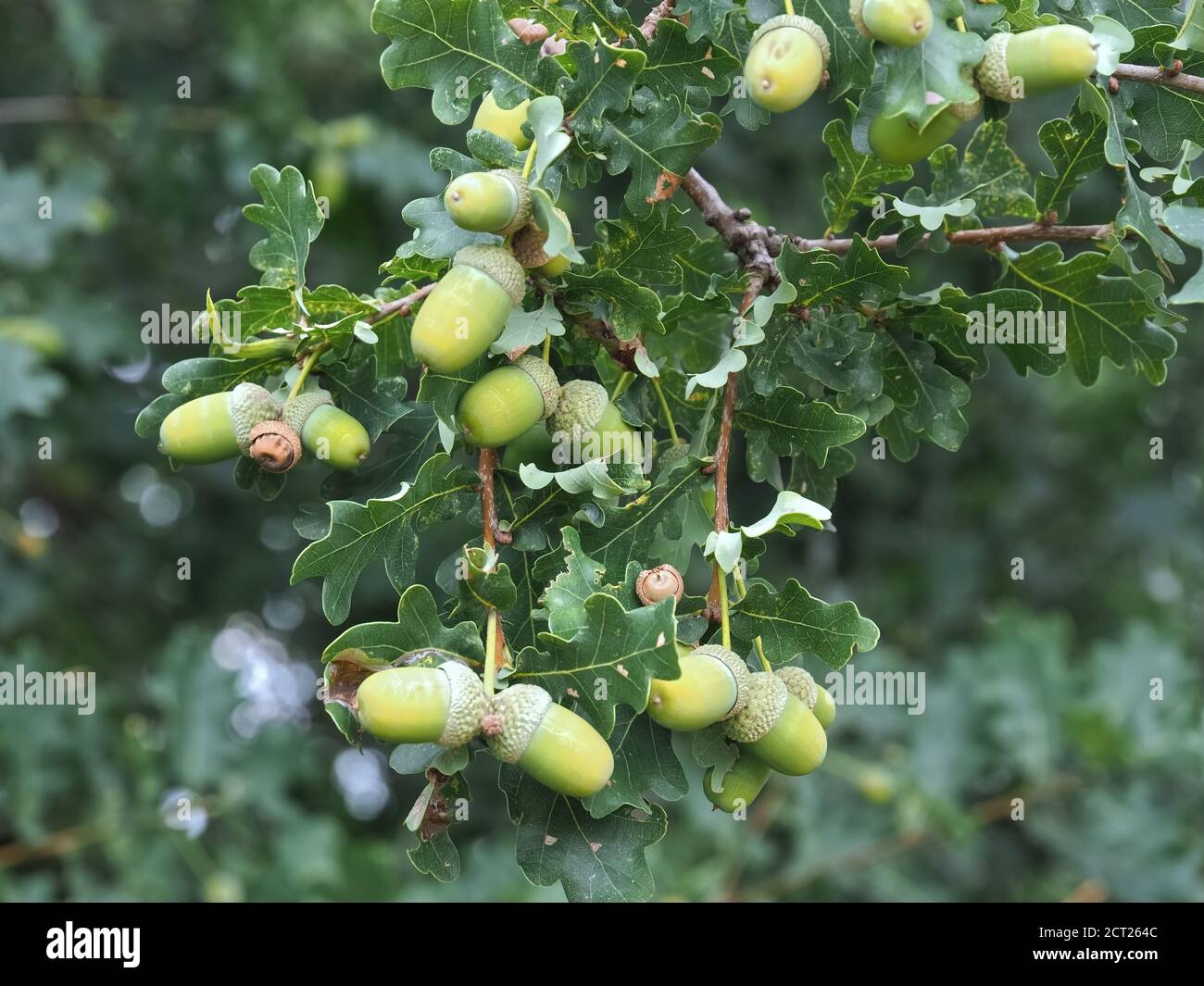 Acorns trees hi-res stock photography and images - Alamy
