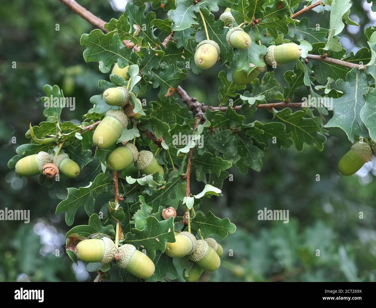 Acorns trees hi-res stock photography and images - Alamy