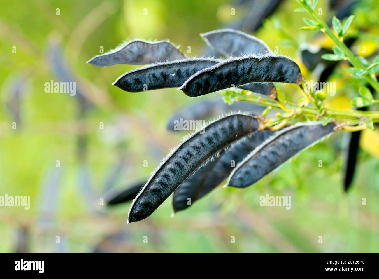 Wildflower seed pods hi-res stock photography and images - Alamy