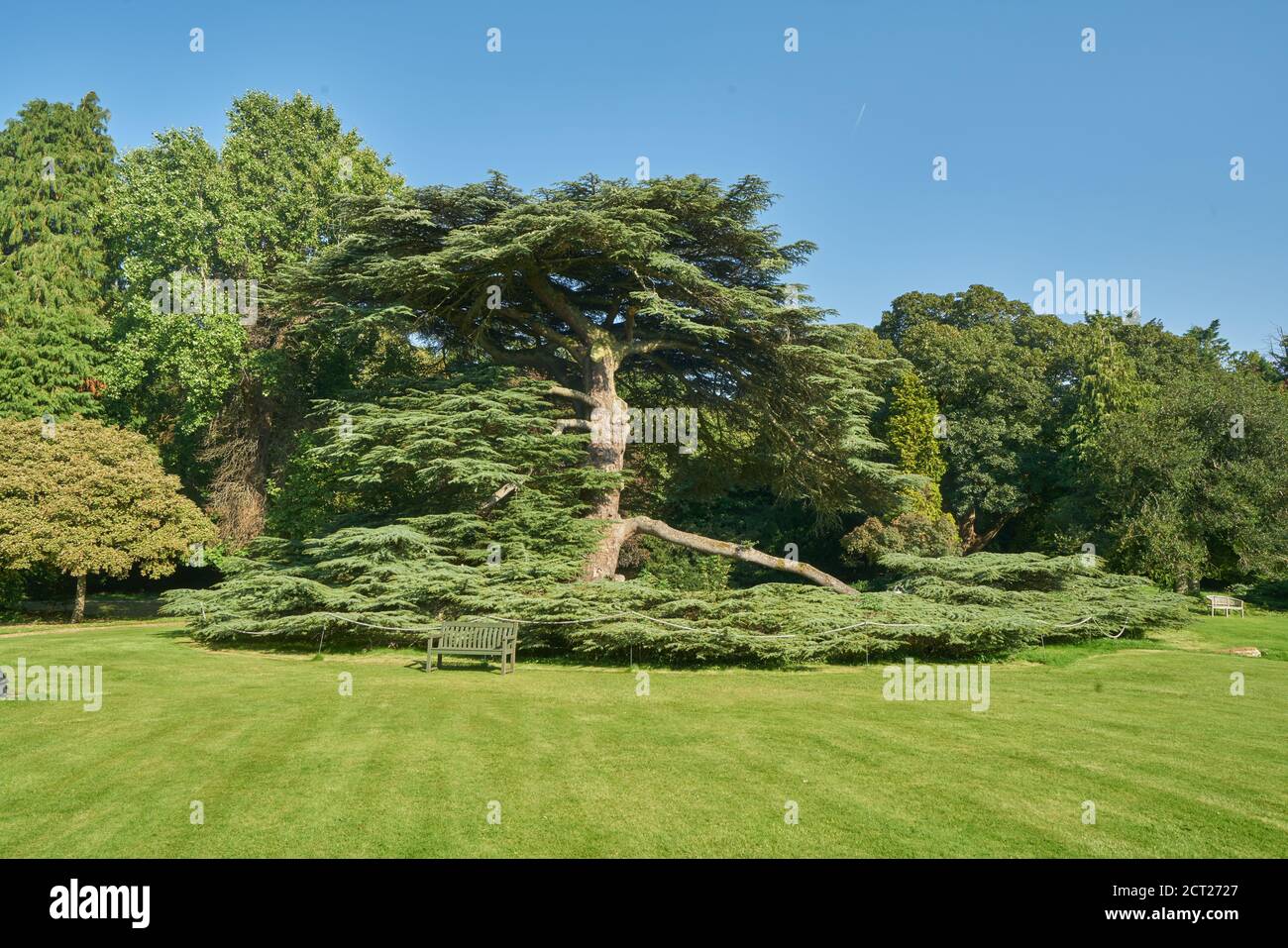 400 year old cedar tree in the grounds of Great Missenden Abbey Stock ...